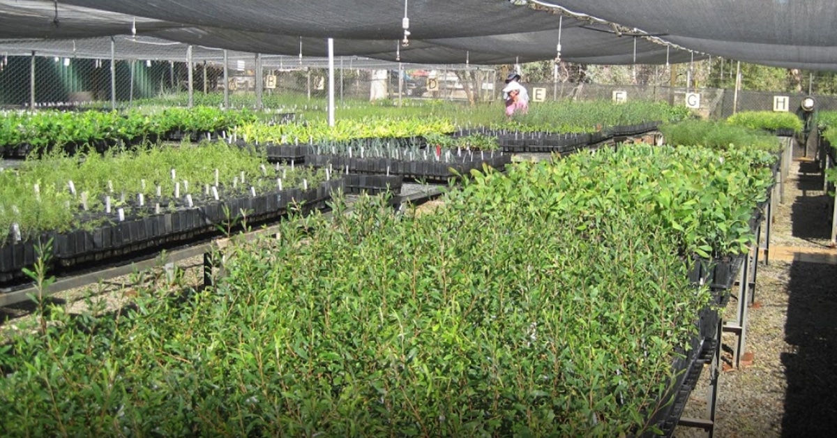 Trillion Trees - NGIWA