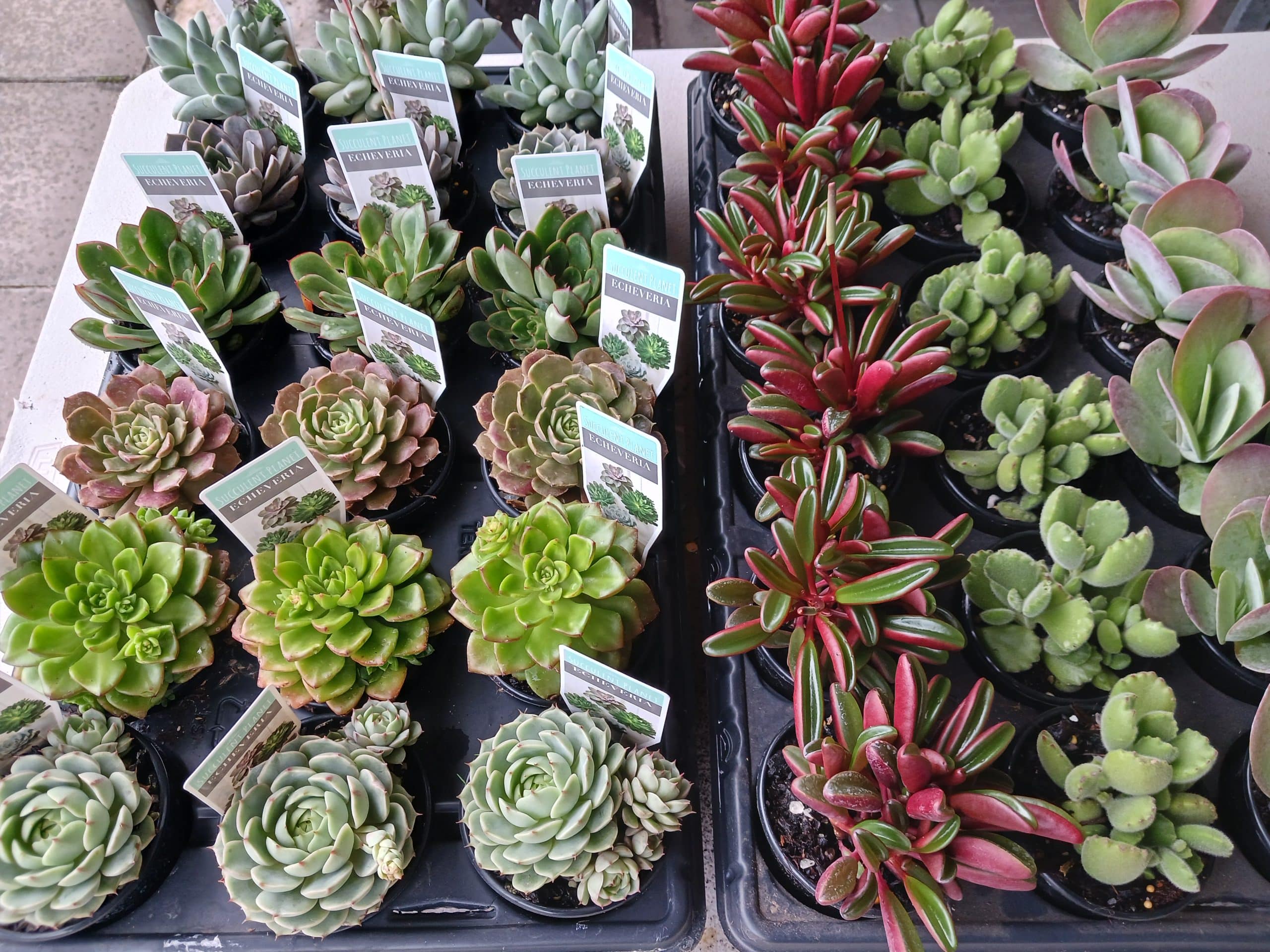Succulent Planet Nursery - NGIWA